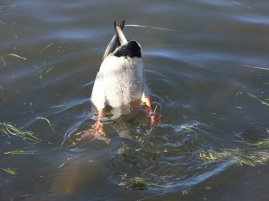 cold-duck-dive – Cheyenne-High Plains Audubon Society