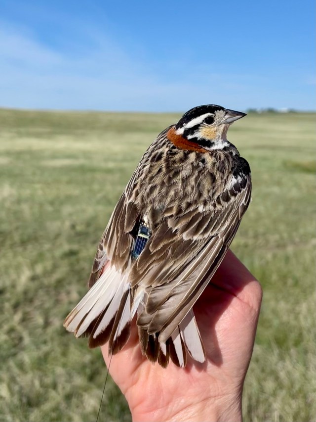 Motus Wildlife Tracking System – Cheyenne-High Plains Audubon Society